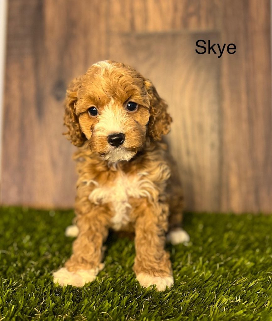 Skye – Hannah's Cavapoos