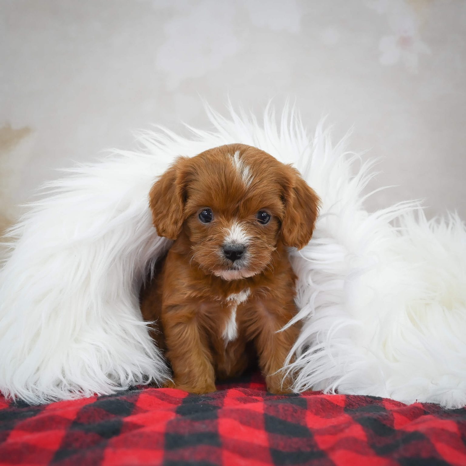 Cavapoos – Hannah's Cavapoos