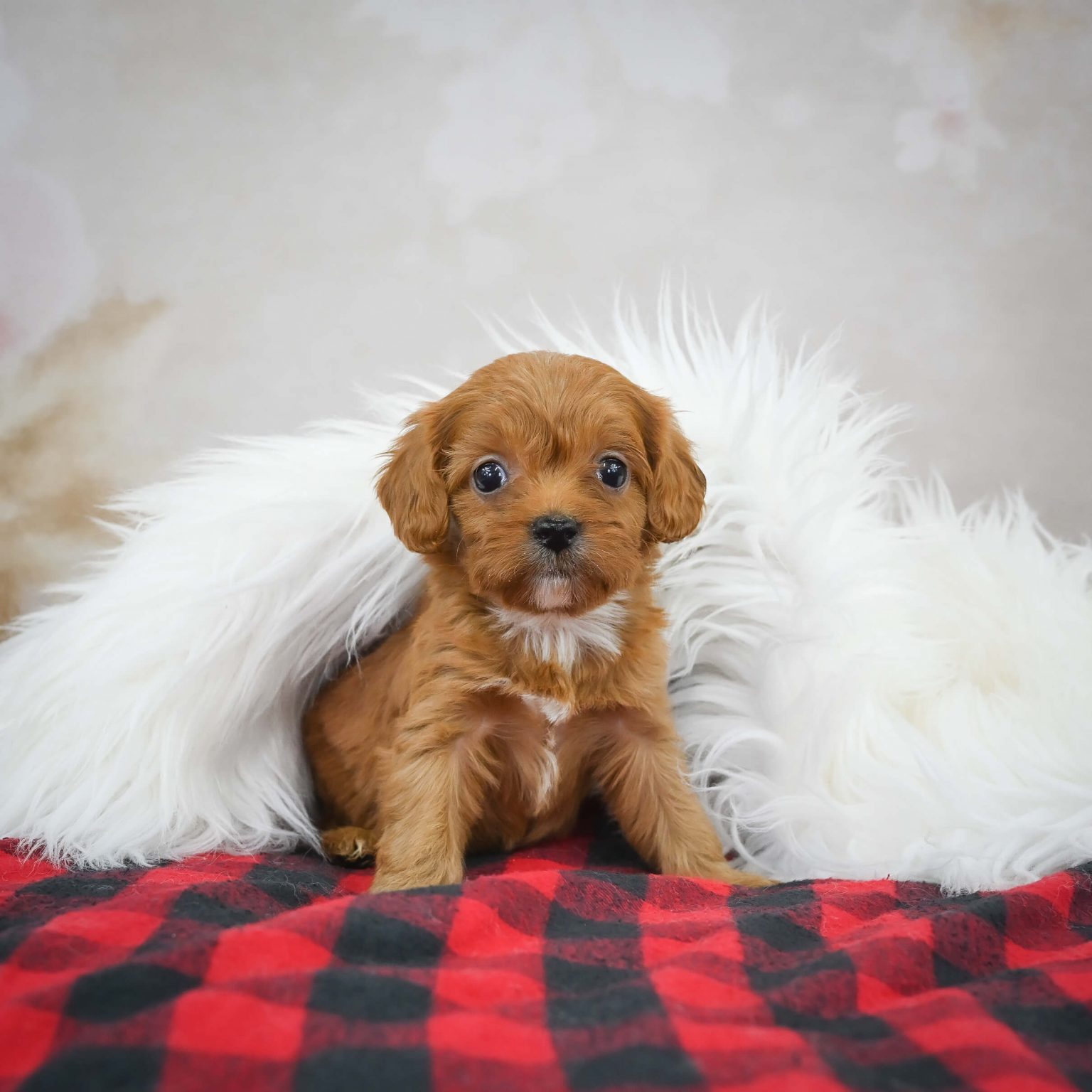 Cavapoos – Hannah's Cavapoos