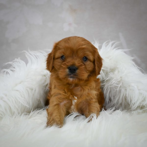 Available Puppies – Hannah's Cavapoos