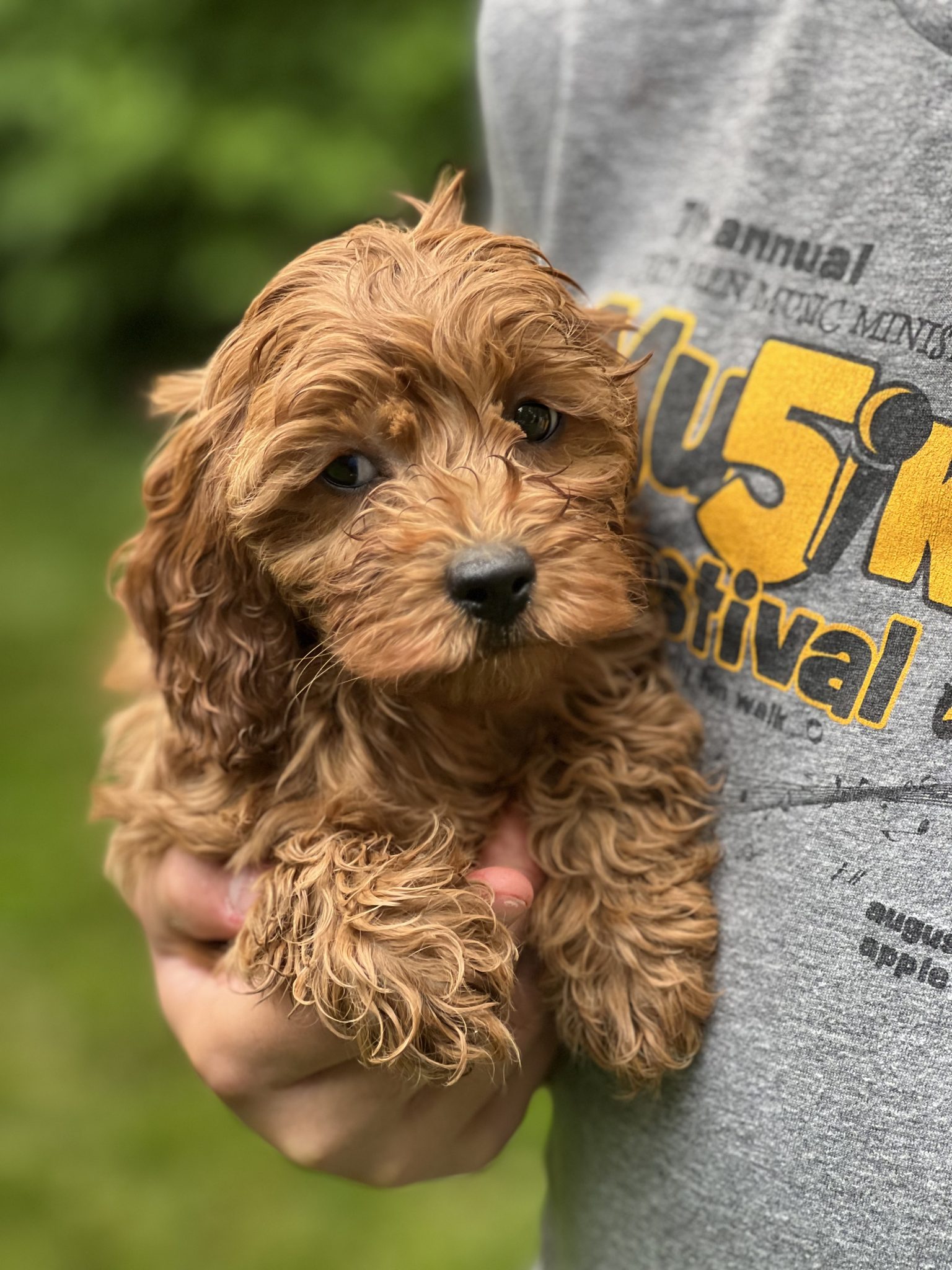 Ariel – Hannah's Cavapoos