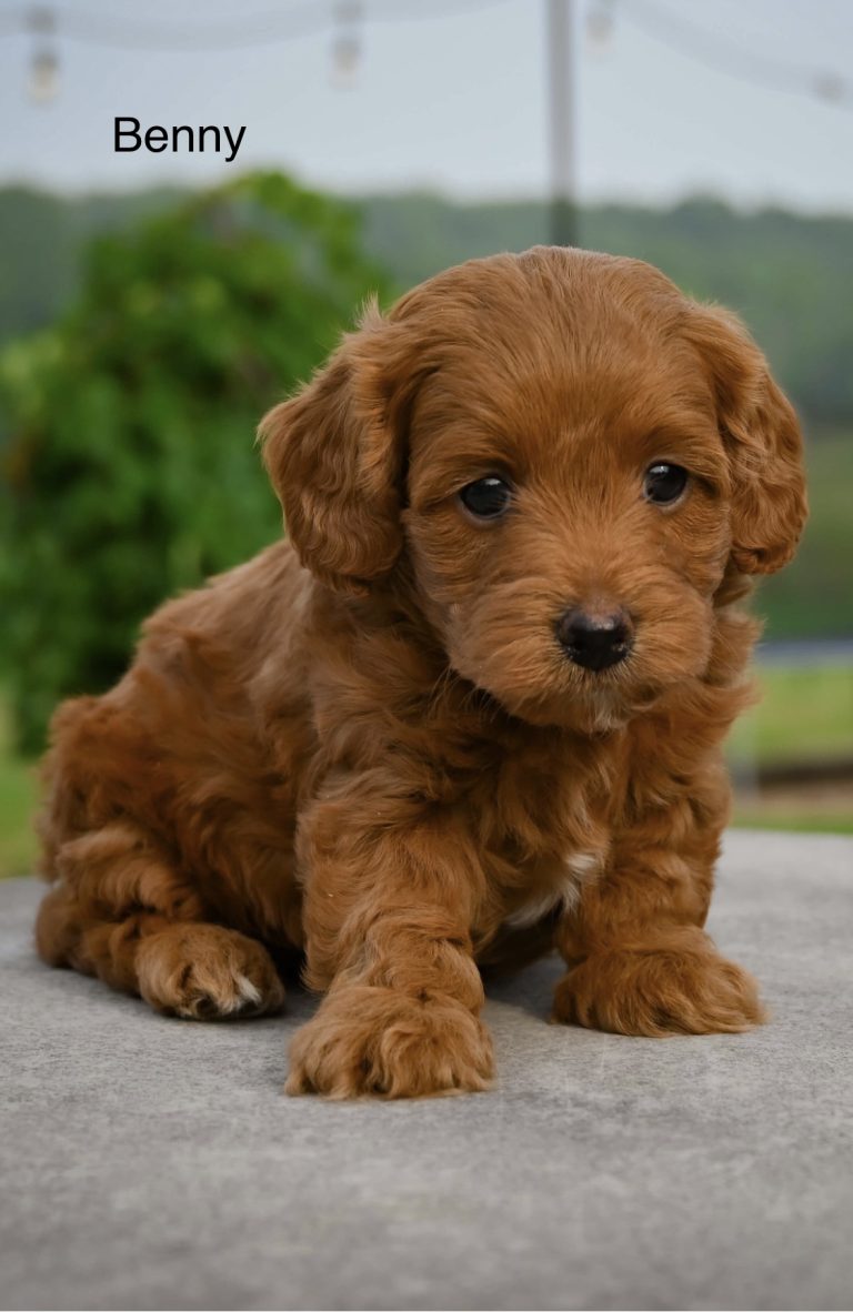 Benny – Hannah's Cavapoos