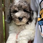 Available Puppies – Hannah's Cavapoos