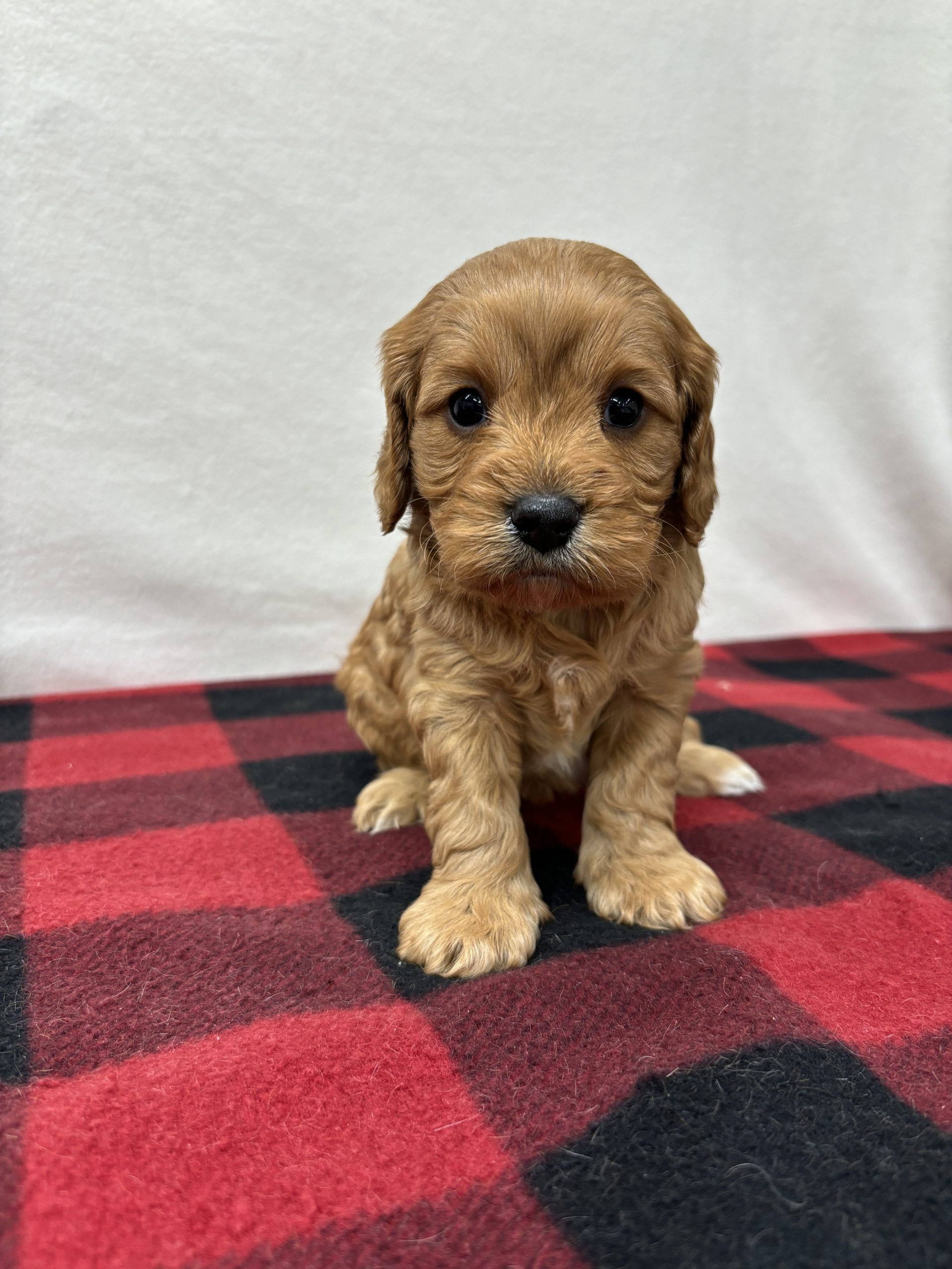 Frankie – Hannah's Cavapoos